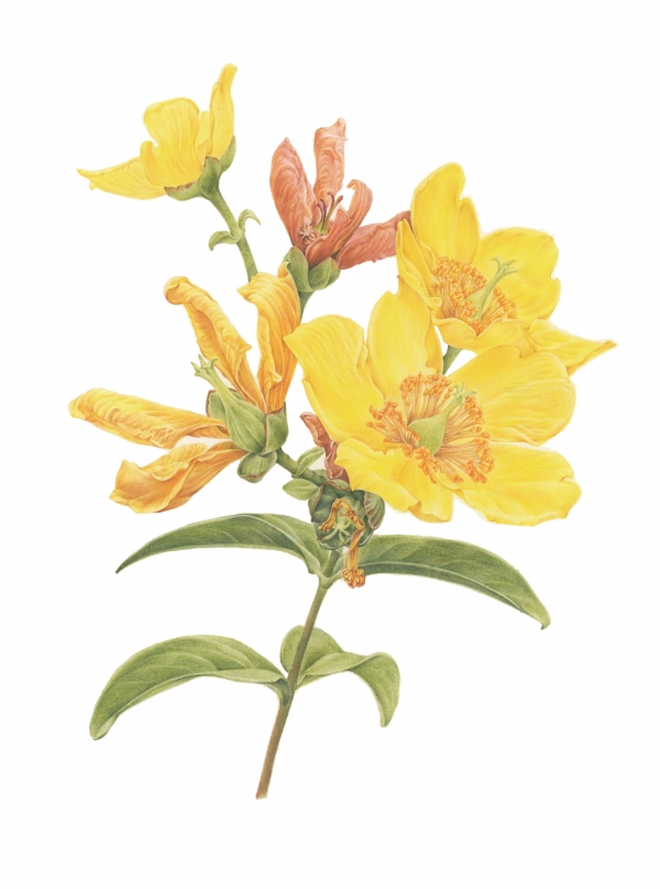 [보태니컬아트 랜선 전시] 2023년 IKBA 보태니컬 아트 교육협회 단체전 작품_1