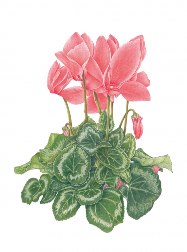 [보태니컬아트 랜선 전시] 2023년 IKBA 보태니컬 아트 교육협회 단체전 작품_1