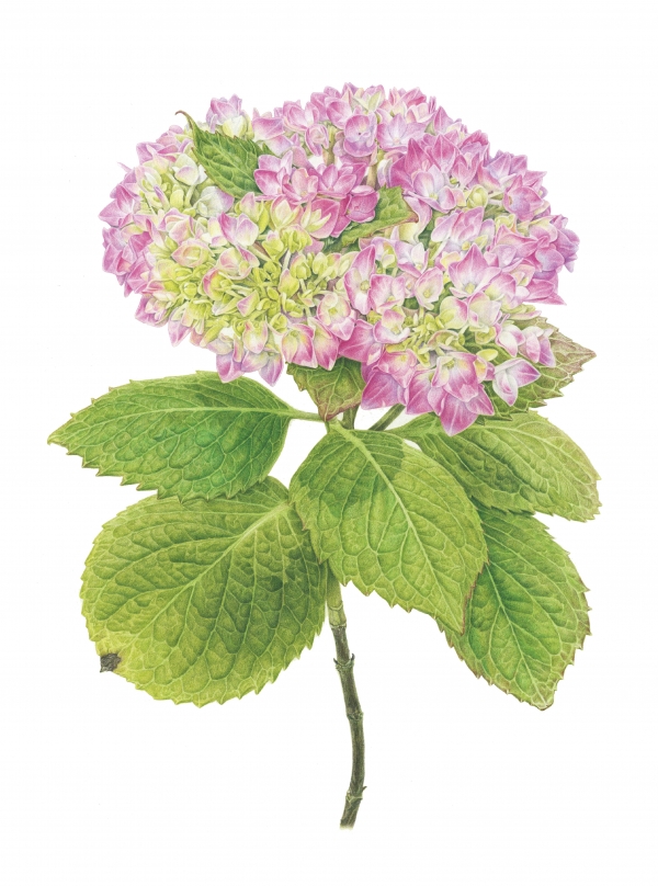 [보태니컬아트 랜선 전시] 2023년 IKBA 보태니컬 아트 교육협회 단체전 작품_2