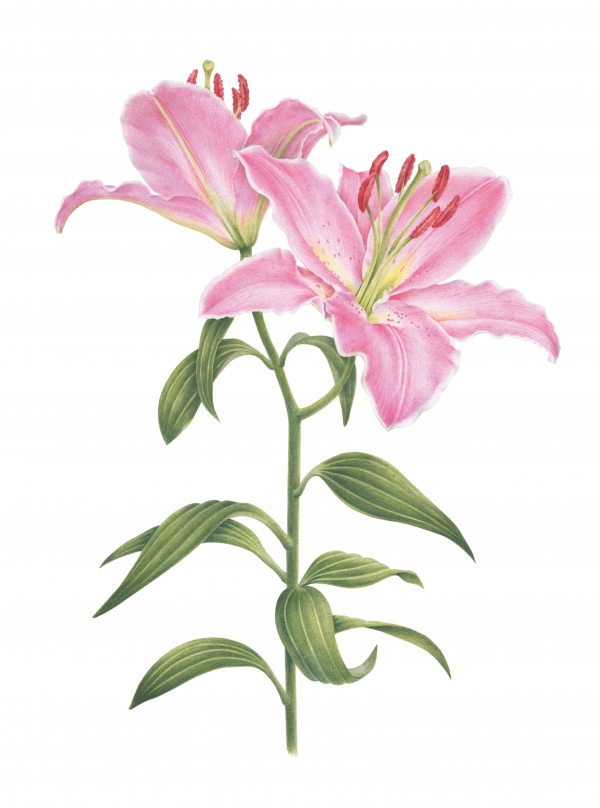 [보태니컬아트 랜선 전시] 2023년 IKBA 보태니컬 아트 교육협회 단체전 작품_2