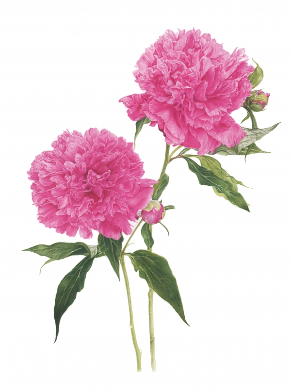 [보태니컬아트 랜선 전시] 2023년 IKBA 보태니컬 아트 교육협회 단체전 작품_2