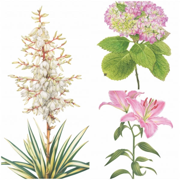 [보태니컬아트 랜선 전시] 2023년 IKBA 보태니컬 아트 교육협회 단체전 작품_2