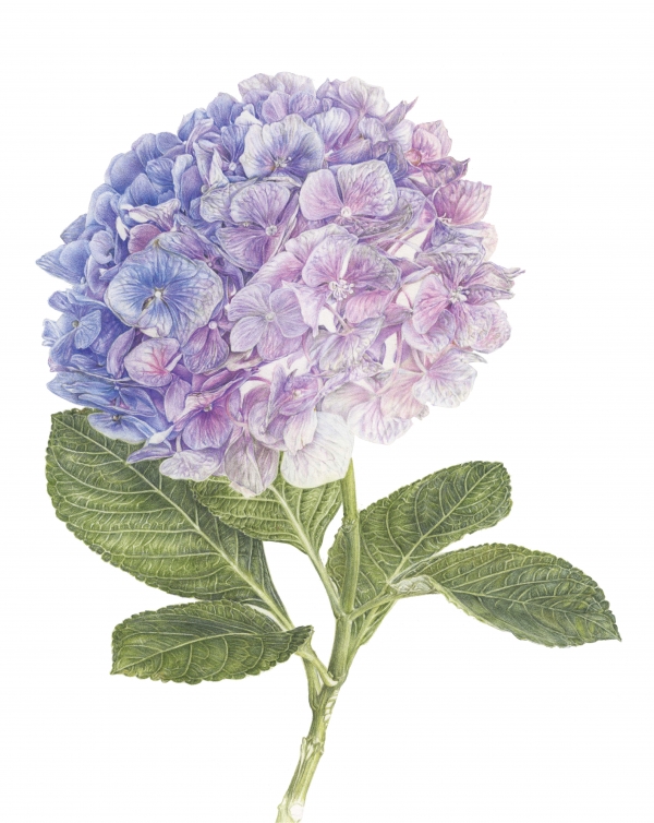 [보태니컬아트 랜선 전시] 2023년 IKBA 보태니컬 아트 교육협회 단체전 작품_3