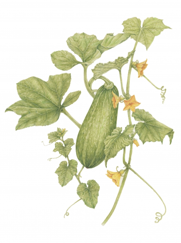 [보태니컬아트 랜선 전시] 2023년 IKBA 보태니컬 아트 교육협회 단체전 작품_4