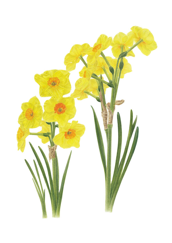 [보태니컬아트 연말 랜선 전시] IKBA 보태니컬 아트 교육협회 단체전(3)