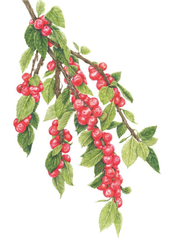 [보태니컬아트 연말 랜선 전시] IKBA 보태니컬 아트 교육협회 단체전(3)